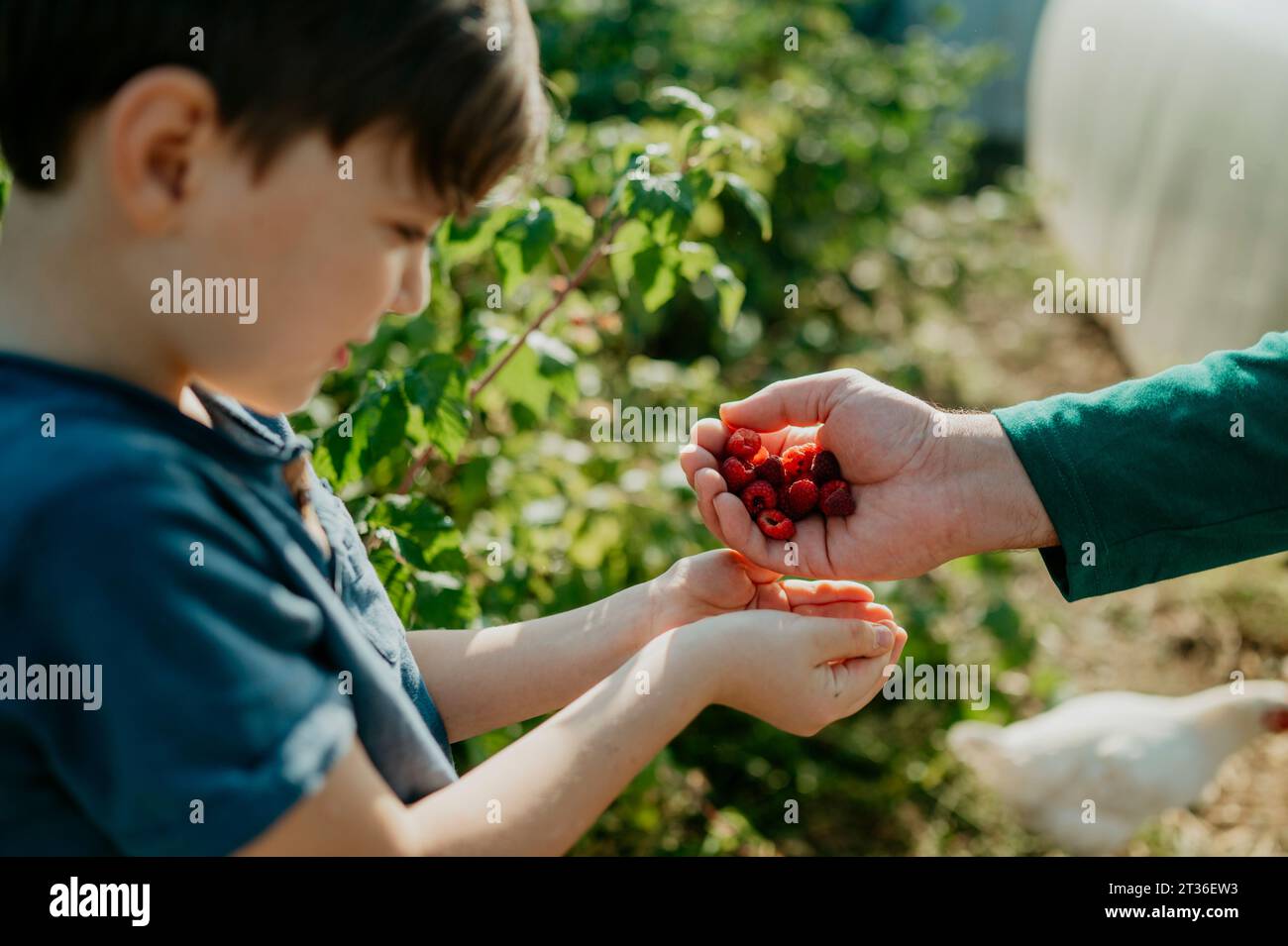 Hand of father giving raspberries to son in backyard Stock Photo - Alamy
