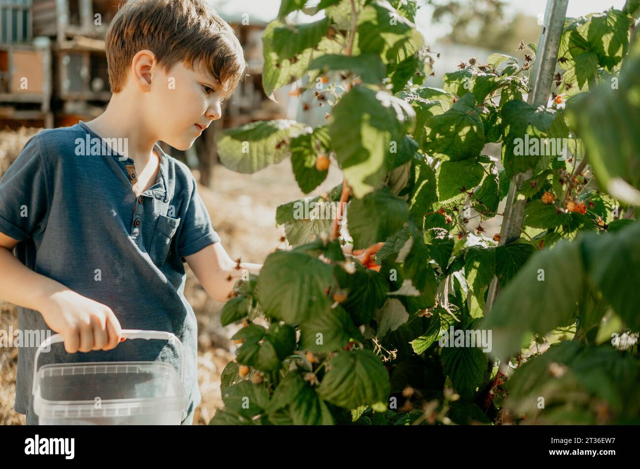 Cute boy with plastic basket picking raspberries from plant in garden ...