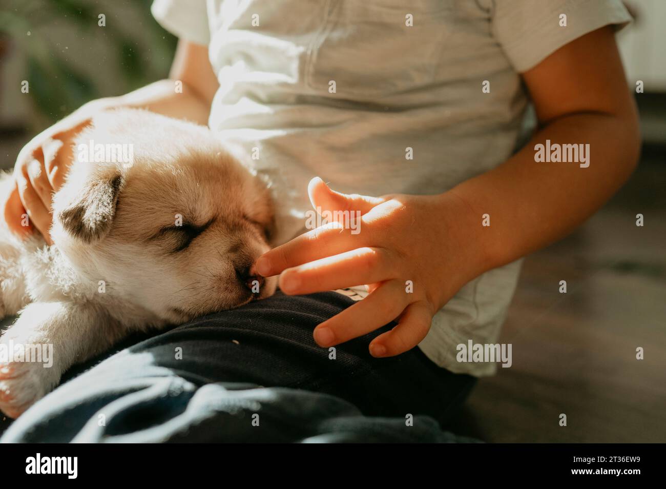 Boy touching cute puppy nose at home Stock Photo - Alamy