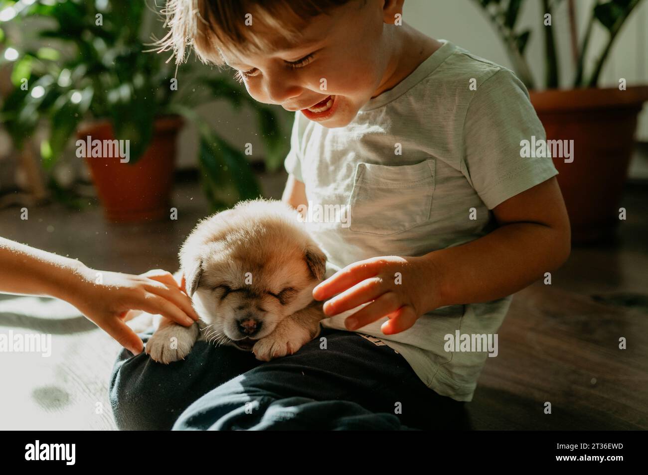 Happy boy playing with cute puppy at home Stock Photo - Alamy