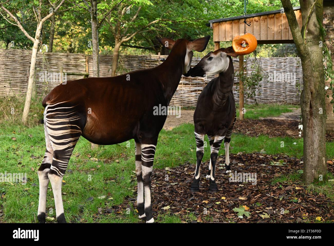 Okapis Oni and Ede , wrap their bewitching black tongues ,which can ...