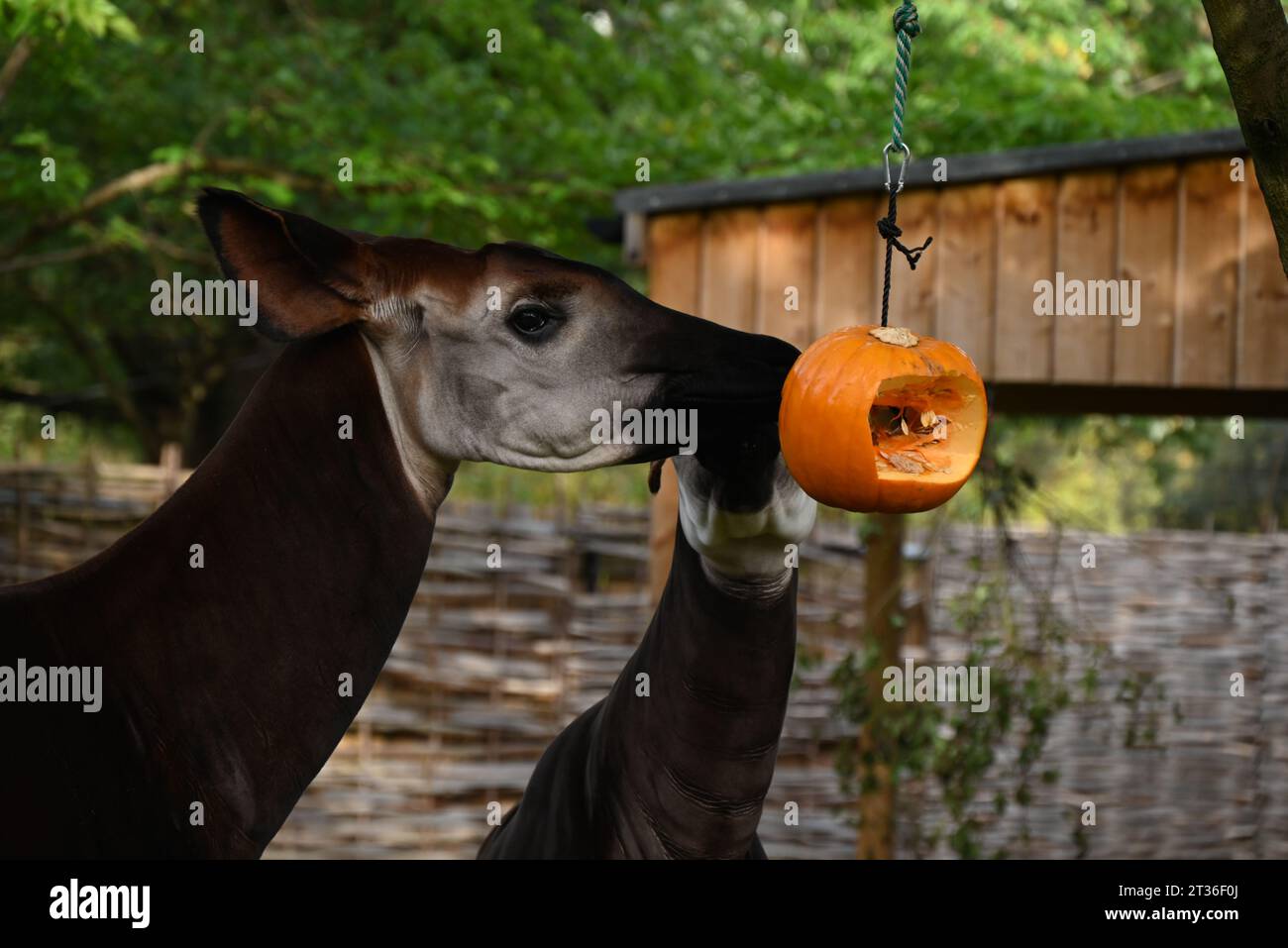 Okapis Oni and Ede , wrap their bewitching black tongues ,which can ...
