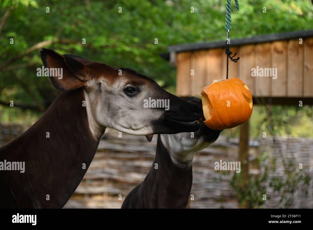 Okapis Oni and Ede , wrap their bewitching black tongues ,which can ...