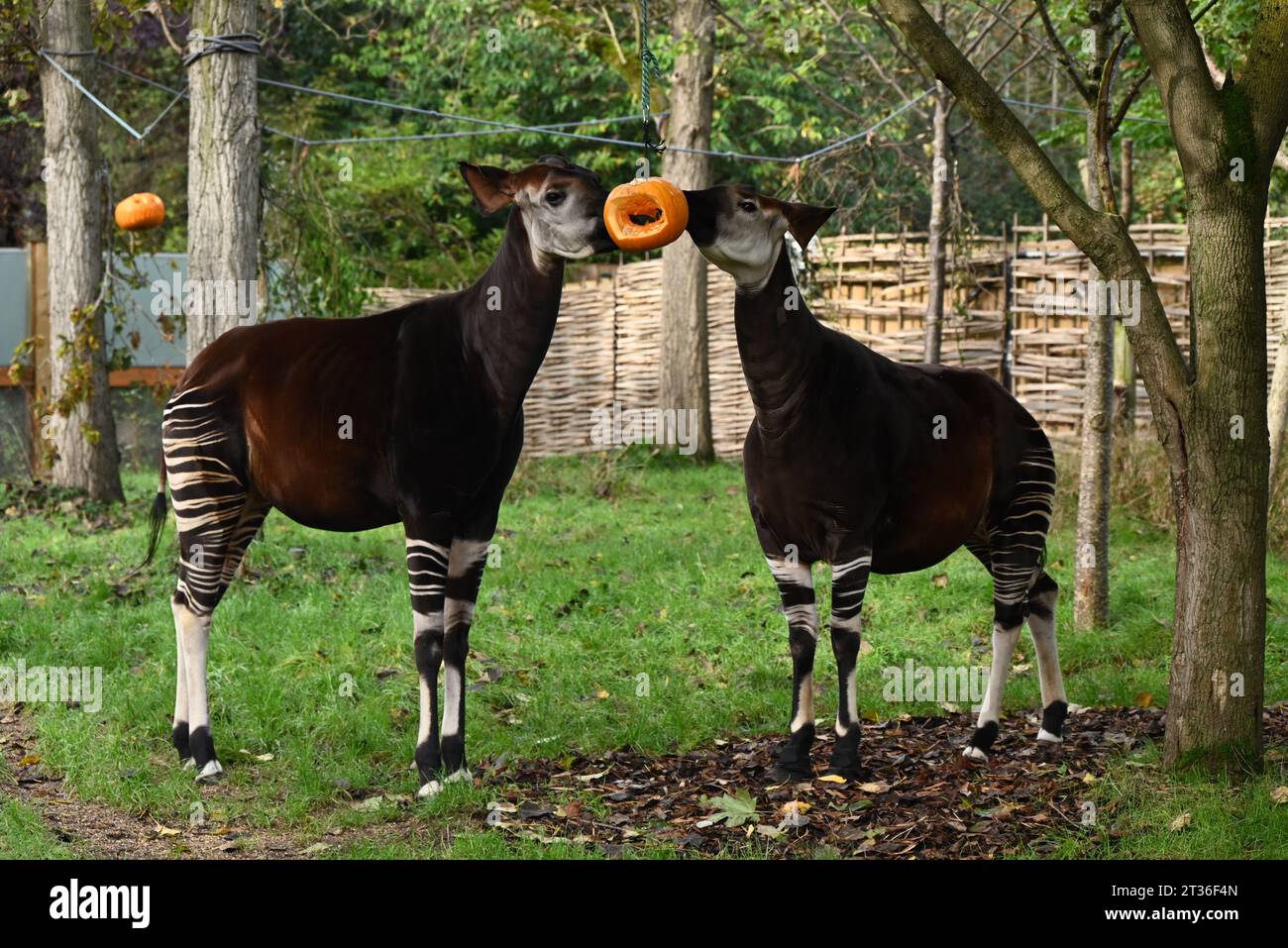 Okapis Oni and Ede , wrap their bewitching black tongues ,which can ...