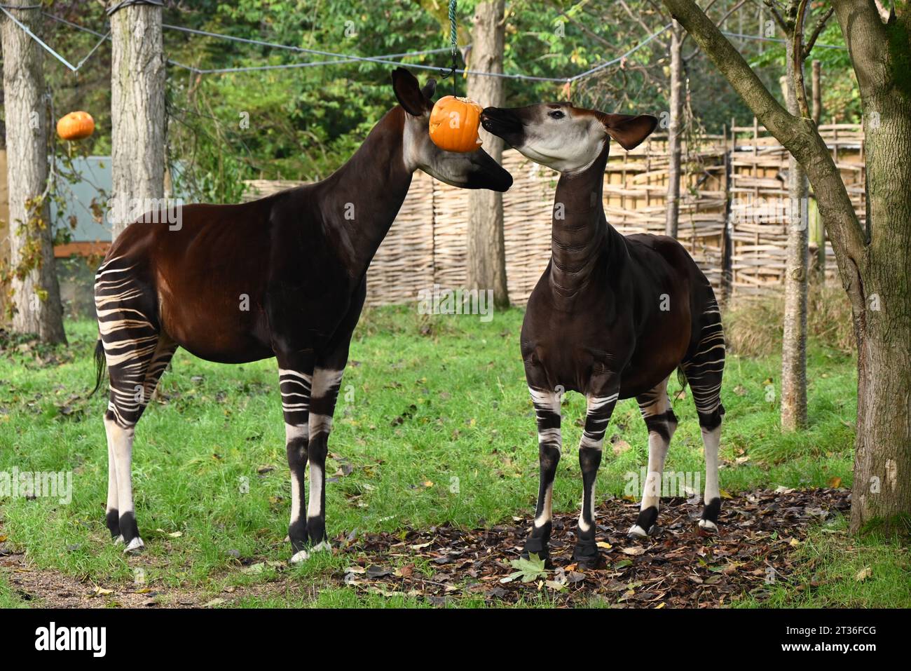 Okapis Oni and Ede , wrap their bewitching black tongues ,which can ...