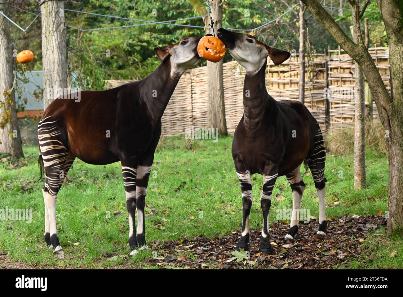 Okapis Oni and Ede , wrap their bewitching black tongues ,which can ...