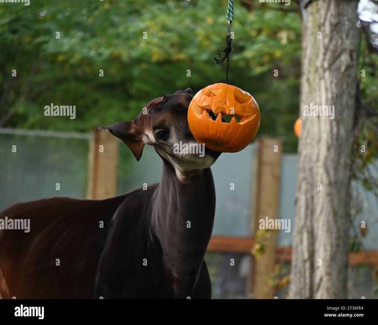 Okapis Oni and Ede , wrap their bewitching black tongues ,which can stretch to an incredible 30 ...