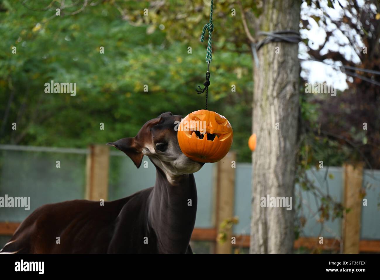 Okapis Oni and Ede , wrap their bewitching black tongues ,which can stretch to an incredible 30 ...