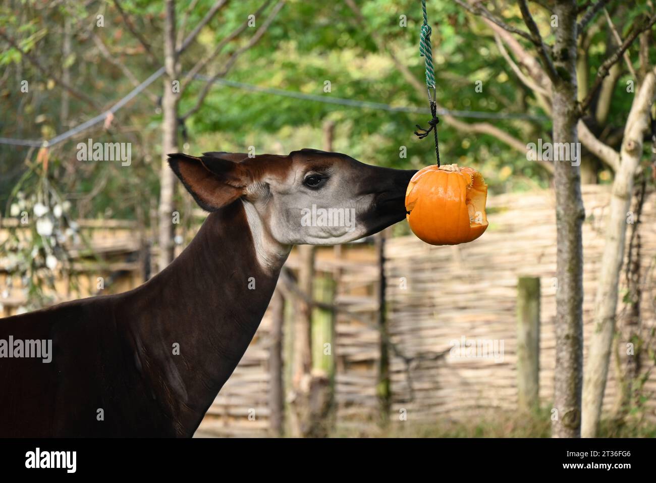 Okapis Oni and Ede , wrap their bewitching black tongues ,which can ...