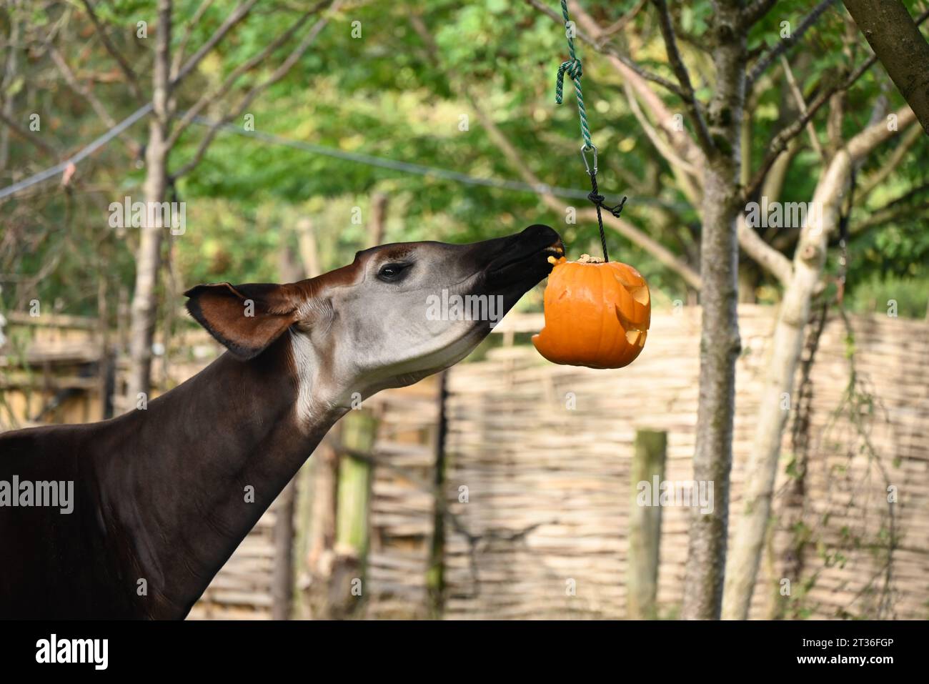Okapis Oni and Ede , wrap their bewitching black tongues ,which can ...
