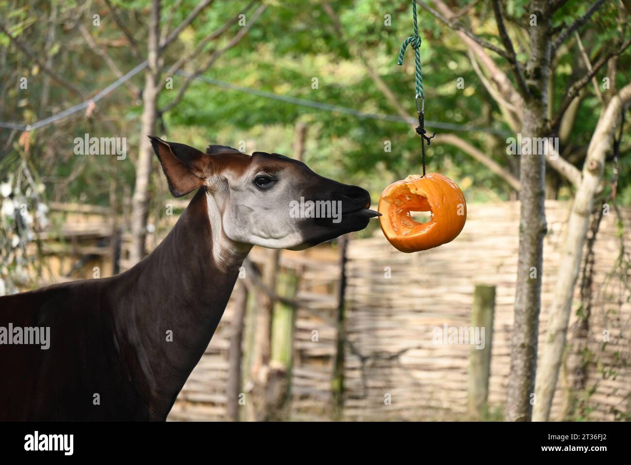 Okapis Oni and Ede , wrap their bewitching black tongues ,which can ...