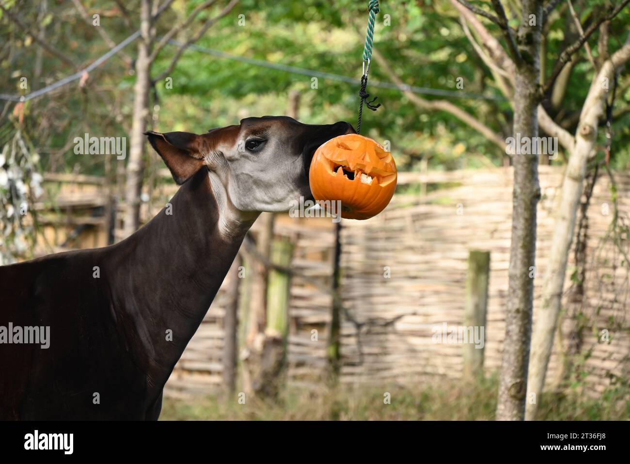 Okapis Oni and Ede , wrap their bewitching black tongues ,which can stretch to an incredible 30 ...