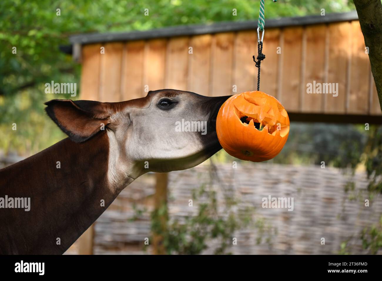 Okapis Oni and Ede , wrap their bewitching black tongues ,which can stretch to an incredible 30 ...