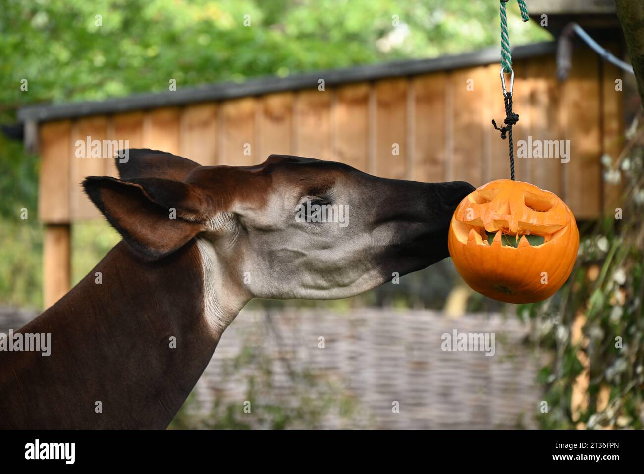 Okapis Oni and Ede , wrap their bewitching black tongues ,which can stretch to an incredible 30 ...