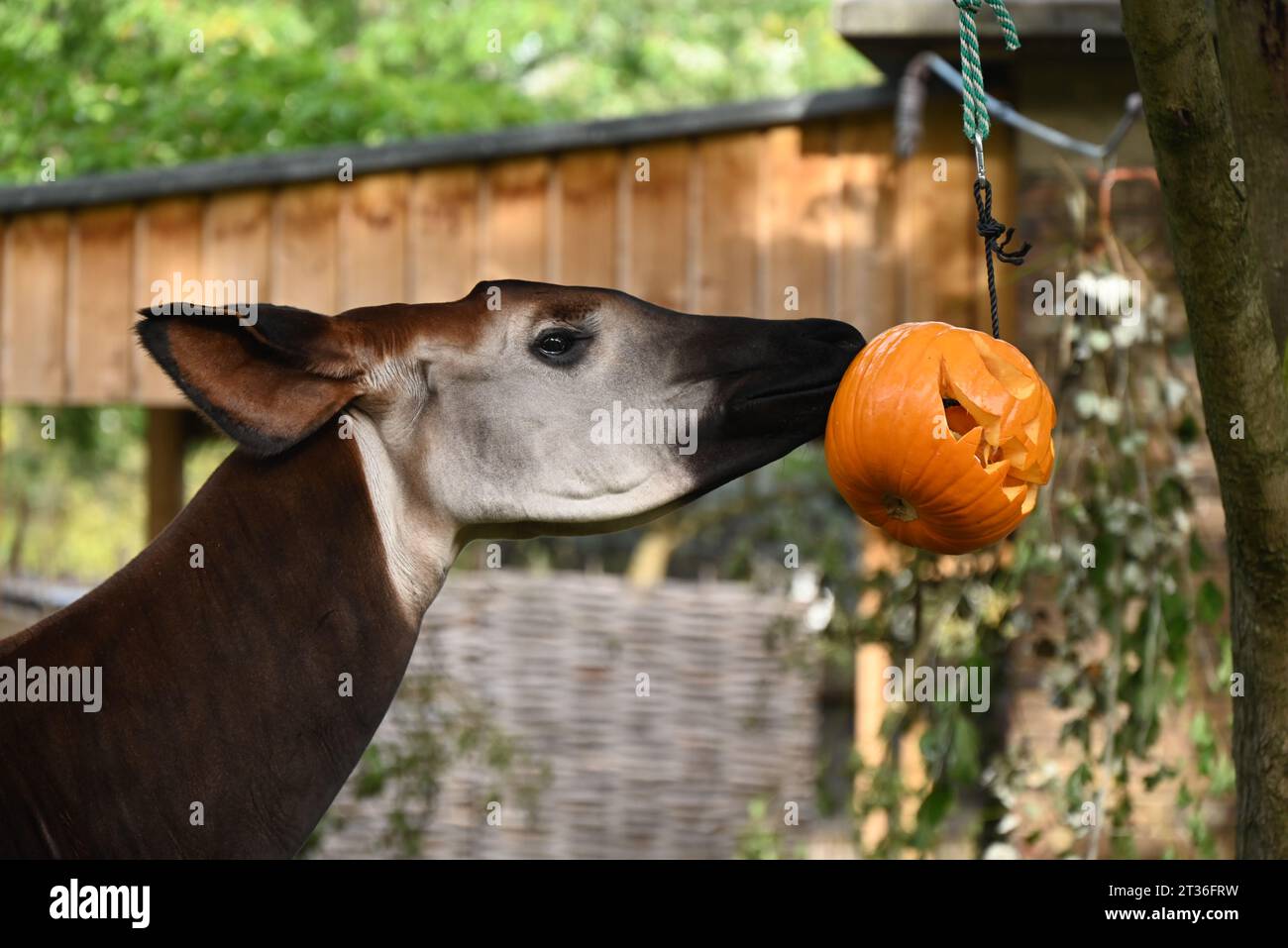 Okapis Oni and Ede , wrap their bewitching black tongues ,which can stretch to an incredible 30 ...
