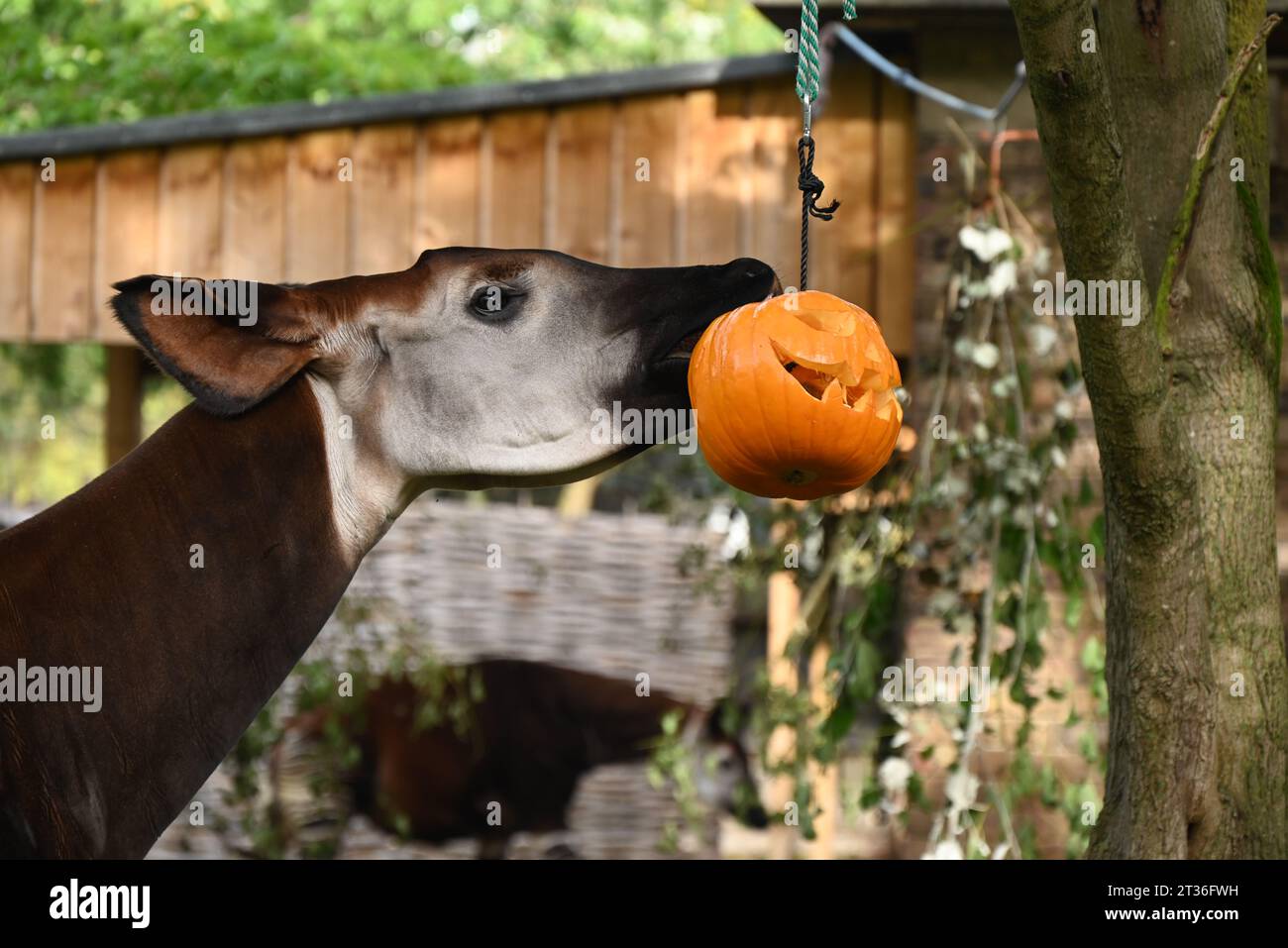 Okapis Oni and Ede , wrap their bewitching black tongues ,which can ...