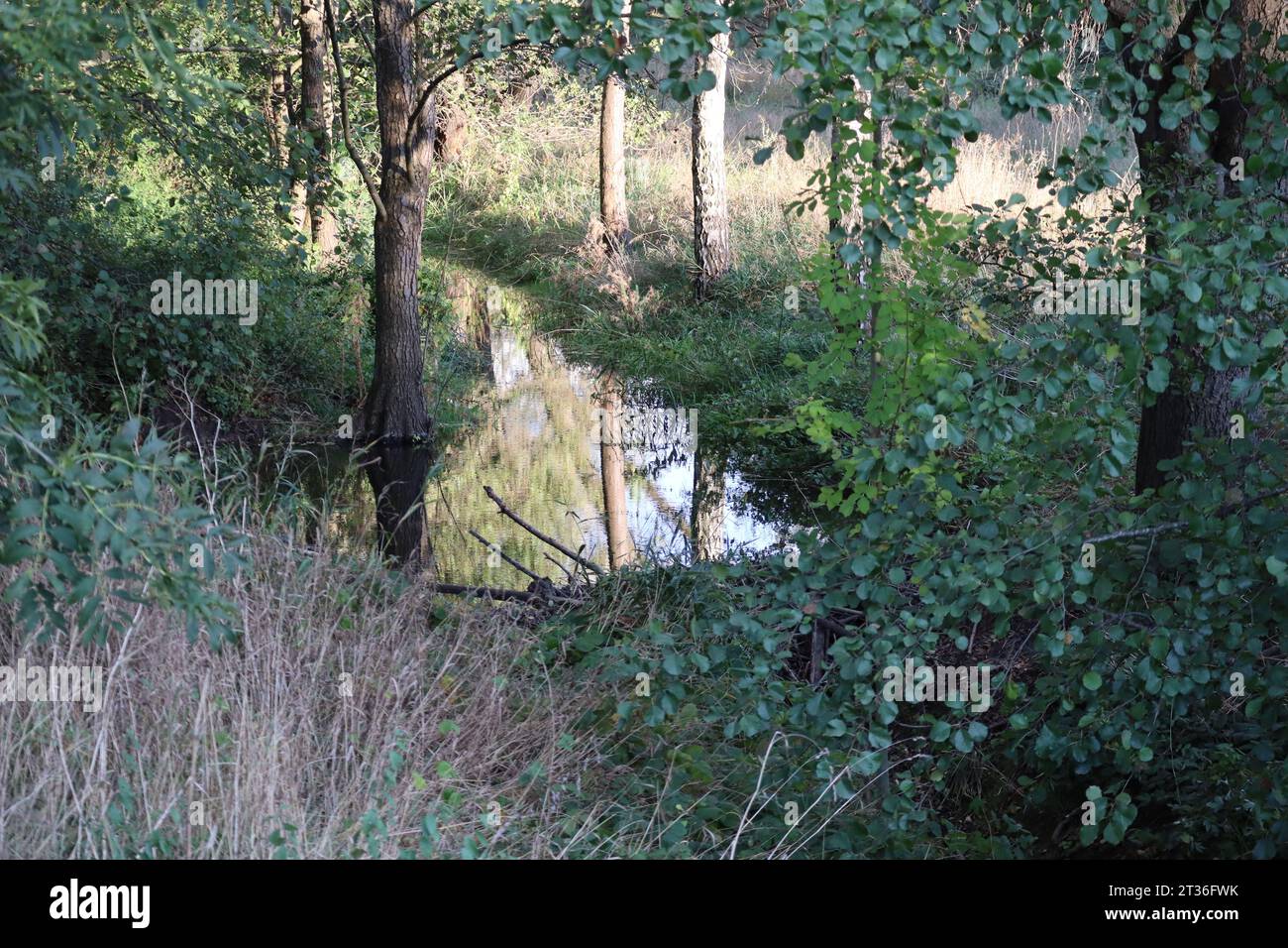 a diverted Beaver stream in partial Shade Stock Photo - Alamy