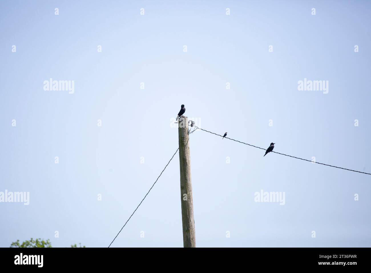 Pair of Chihauhuan ravens (Corvus cryptoleucus) with a brown-headed ...