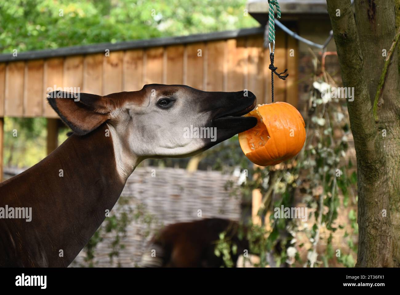 Okapis Oni and Ede , wrap their bewitching black tongues ,which can ...