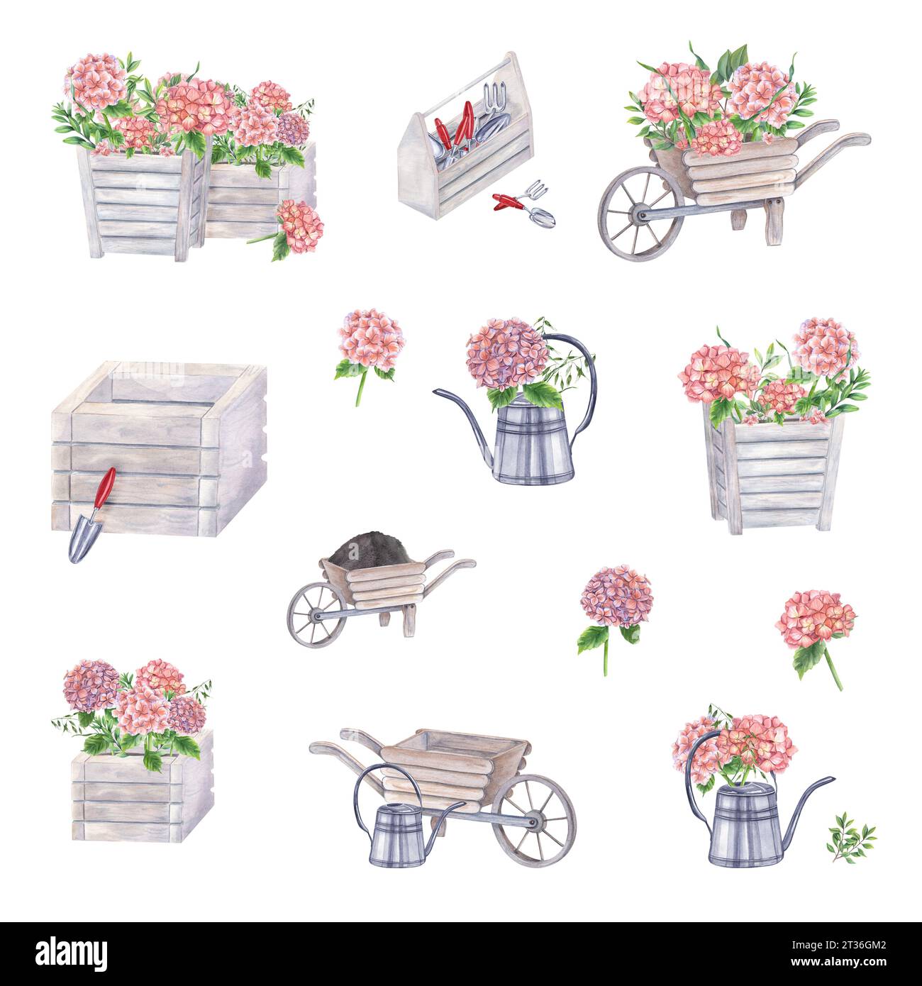 Set of gorgeous blooming hydrangeas. Planting, irrigation flowers. Wooden garden tools ...
