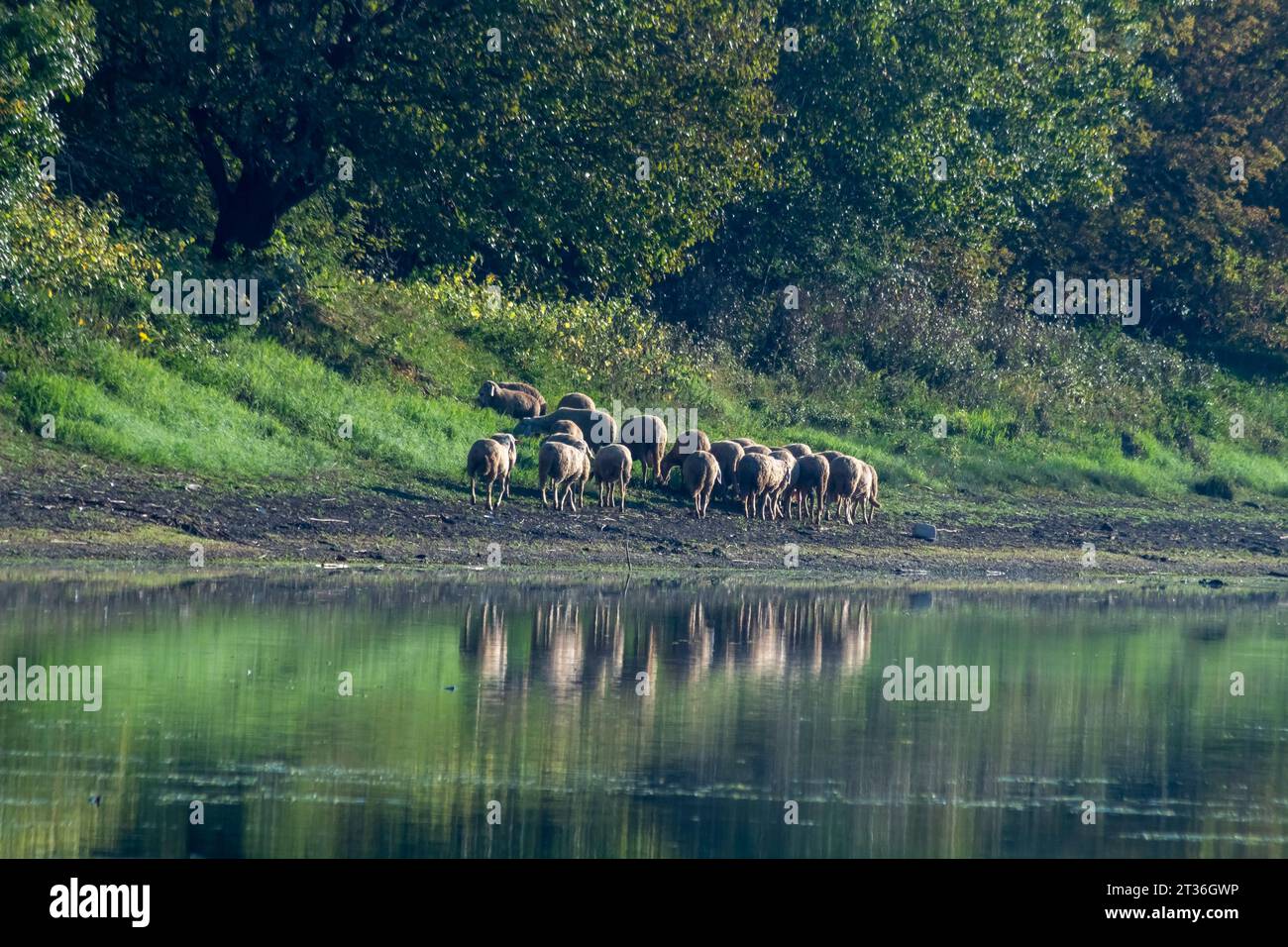 Sheep grazing by river Begej Stock Photo - Alamy