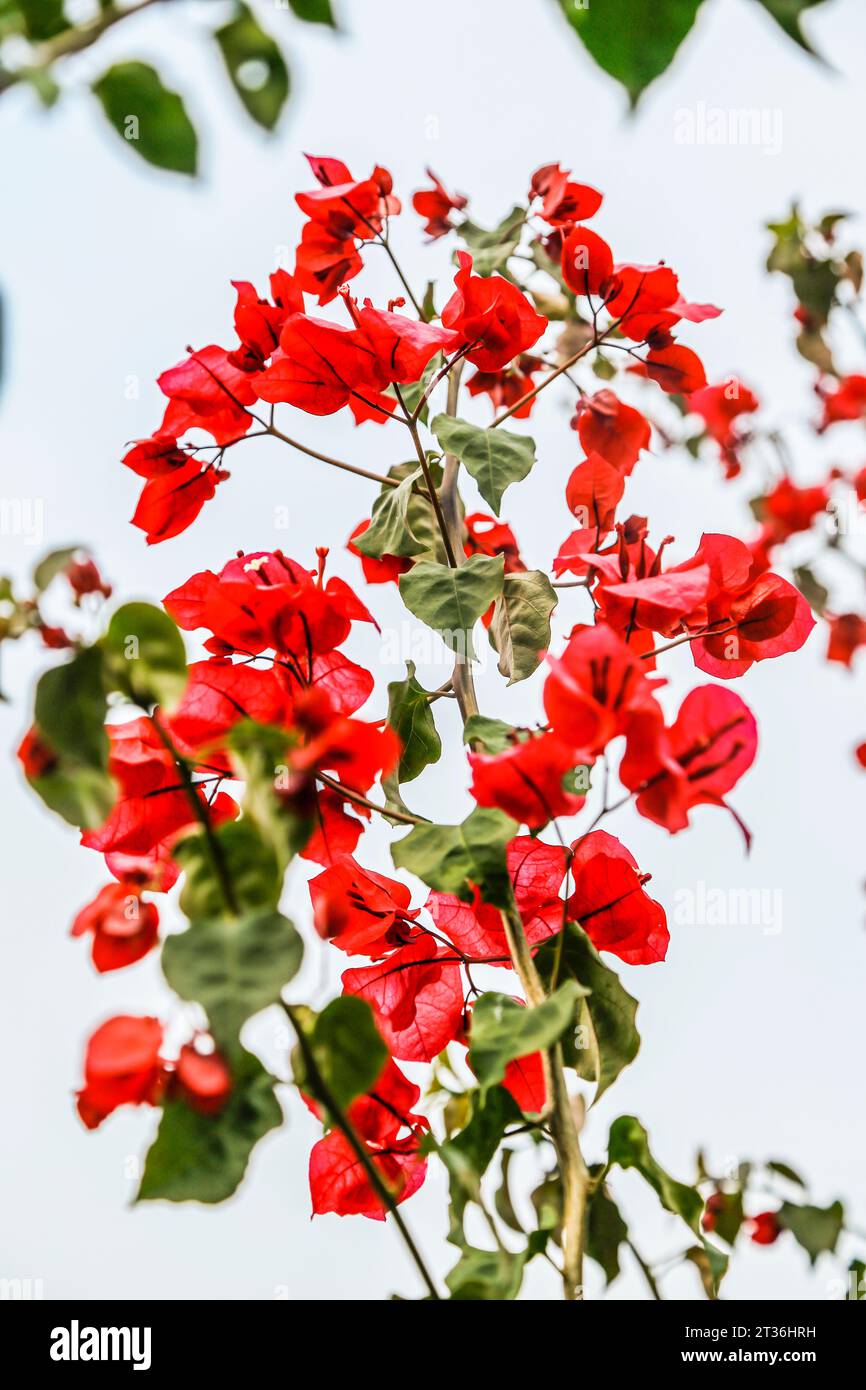 Buganvilias in my garden Stock Photo - Alamy