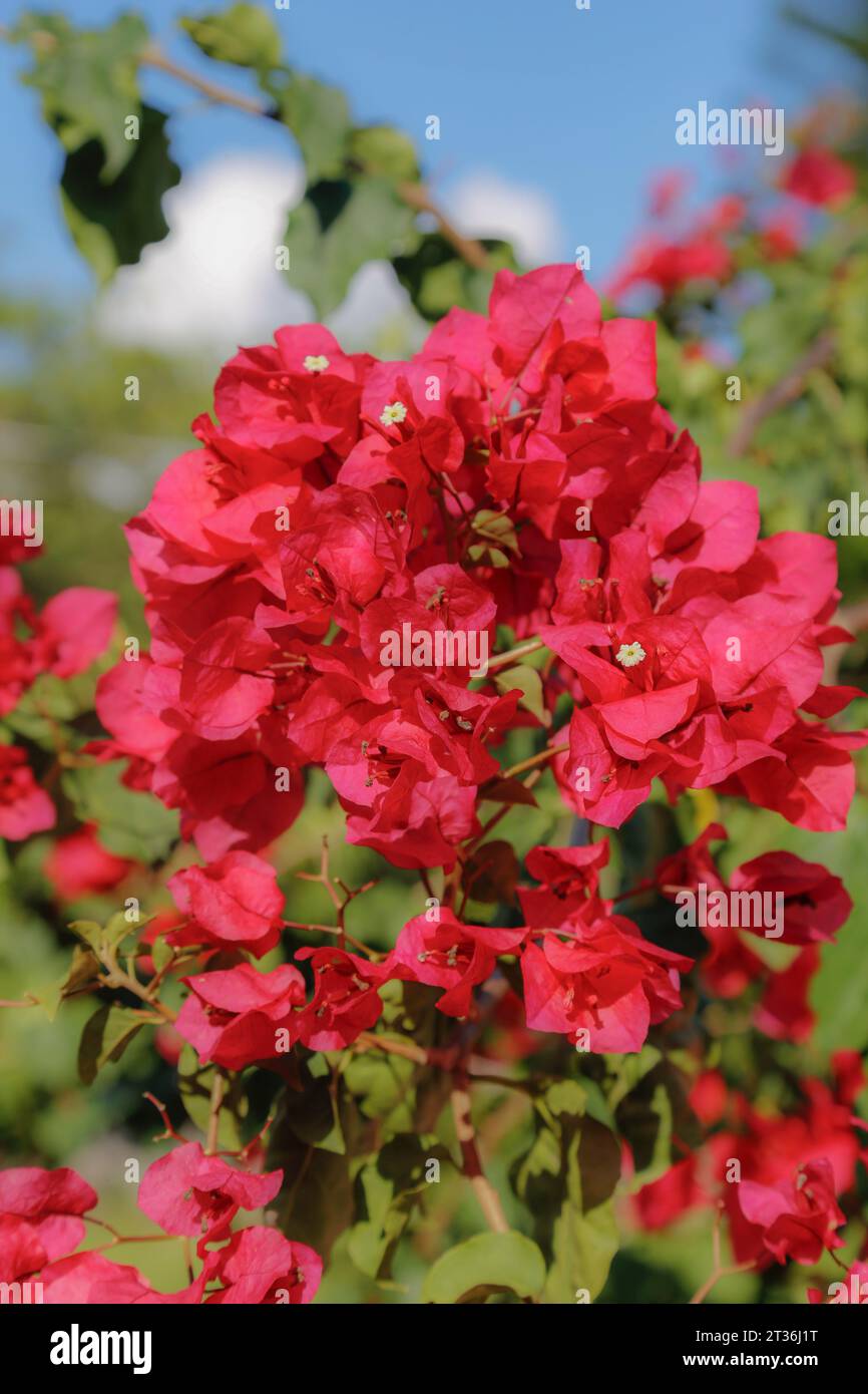 Buganvilias in my garden Stock Photo - Alamy