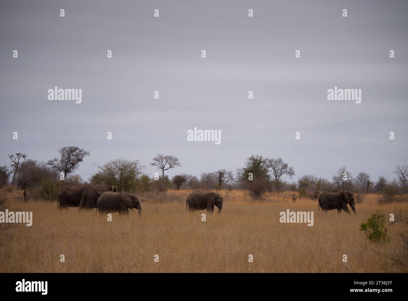 A group of African elephantsA group of African elephants. . Un grupo de ...