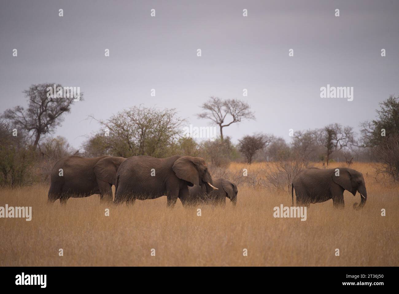 Sabana africana elefantes hi-res stock photography and images - Alamy