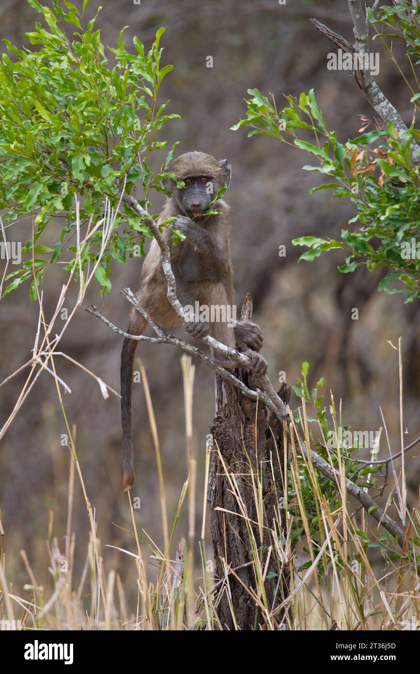 Mamífero omnívoro hi-res stock photography and images - Alamy