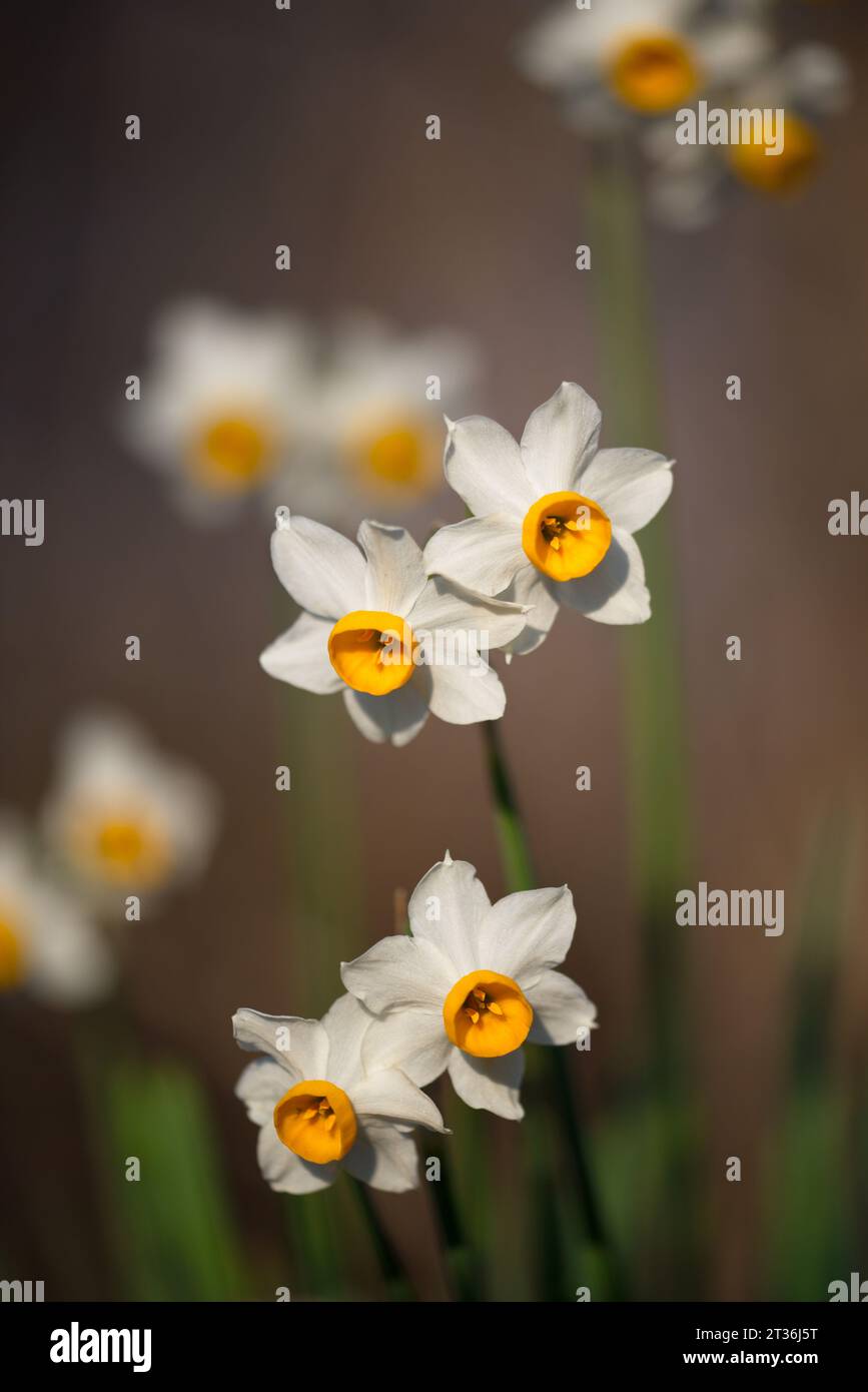 Daffodil flowers. Flores de narciso Stock Photo - Alamy