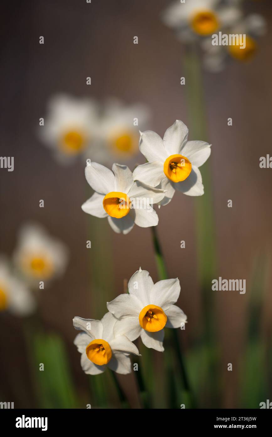 Planta de flor de narciso hi-res stock photography and images - Alamy