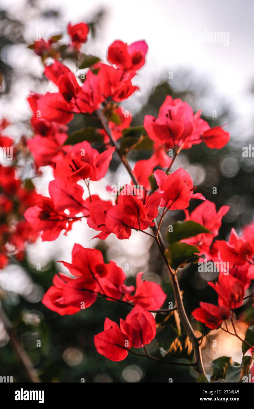 Buganvilias in my garden Stock Photo - Alamy