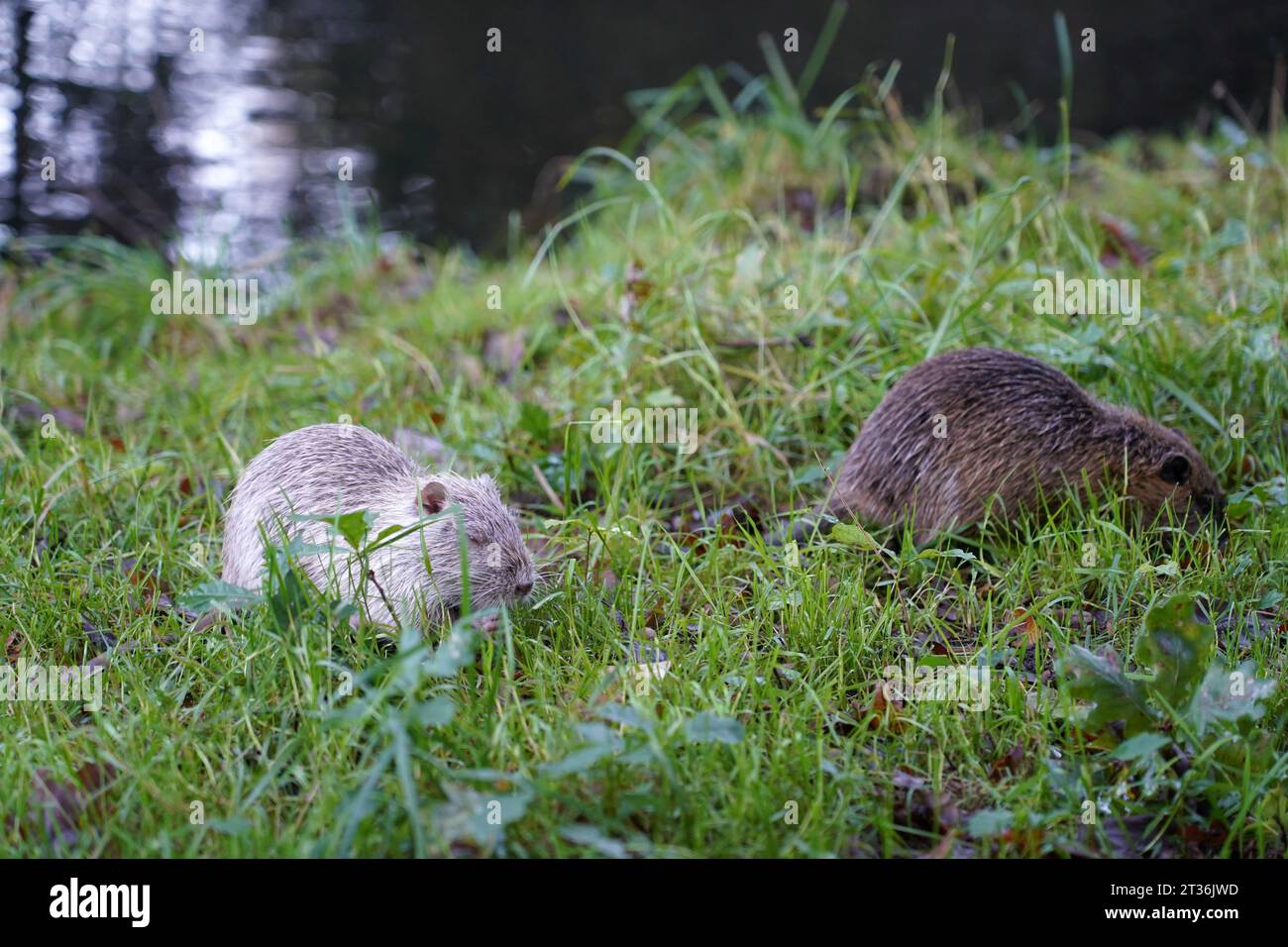Die aus Südamerika stammende Nagetierart Nutria Myocastor coypus, auch ...