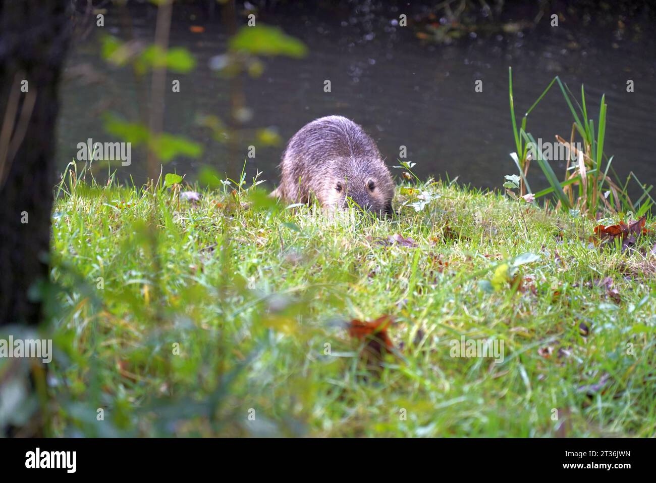 Invasive arten tiere hi-res stock photography and images - Alamy
