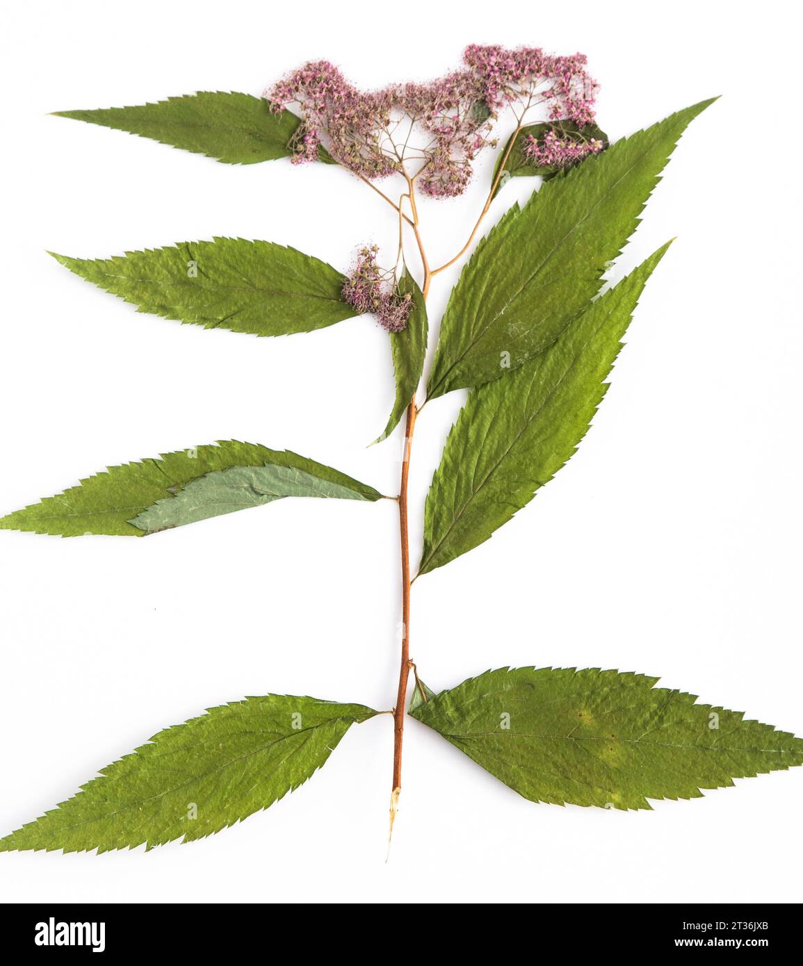 Spiraea Little Princess dried flower with leaves. Herbarium of bush ...