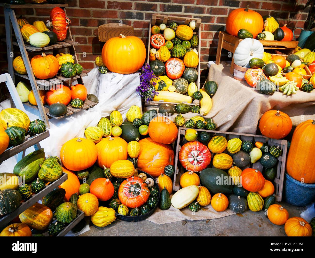 A display of many kinds of pumpkin all grown at the Kirlleatham walled ...