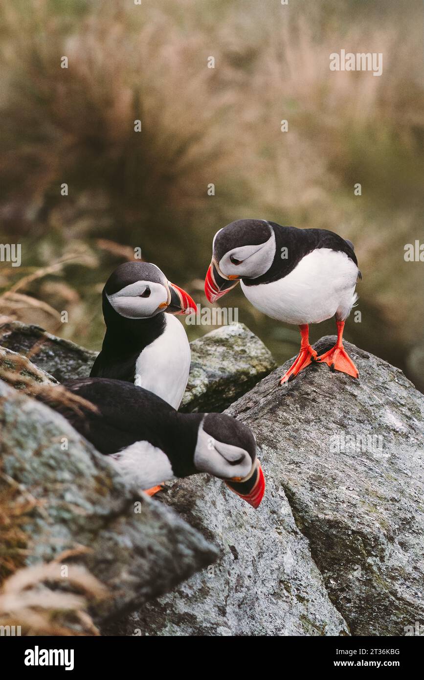 Puffin flock, birdwatching in Norway. Atlantic puffins seabirds ...