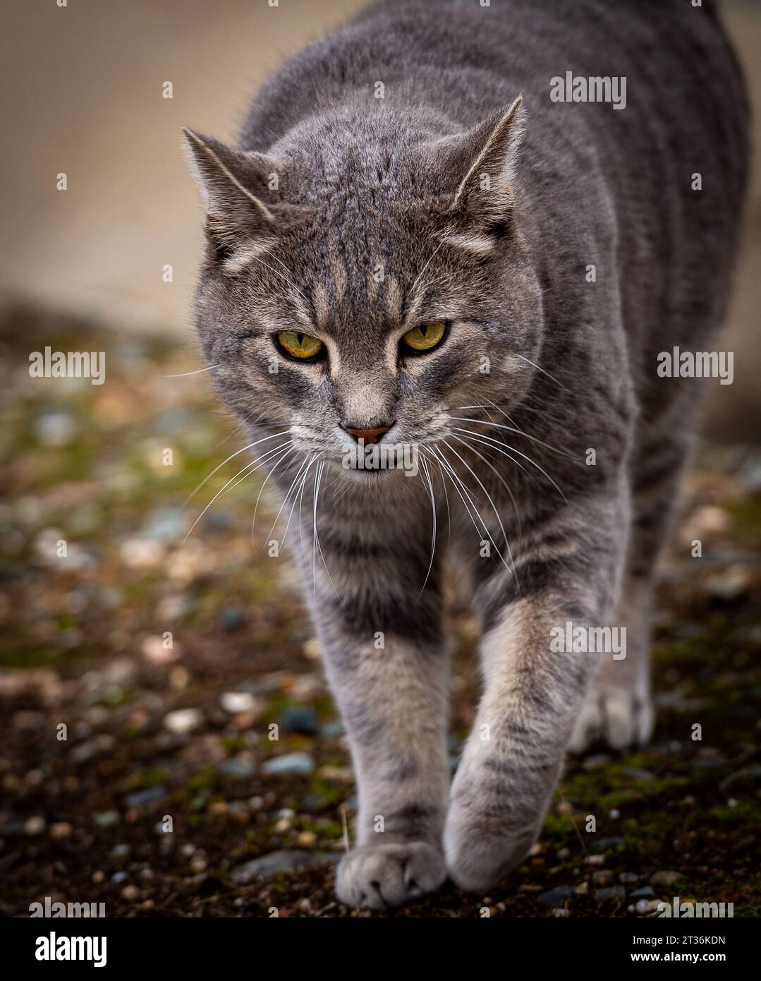 An adorable domestic cat walking along a city street, viewed in a close ...