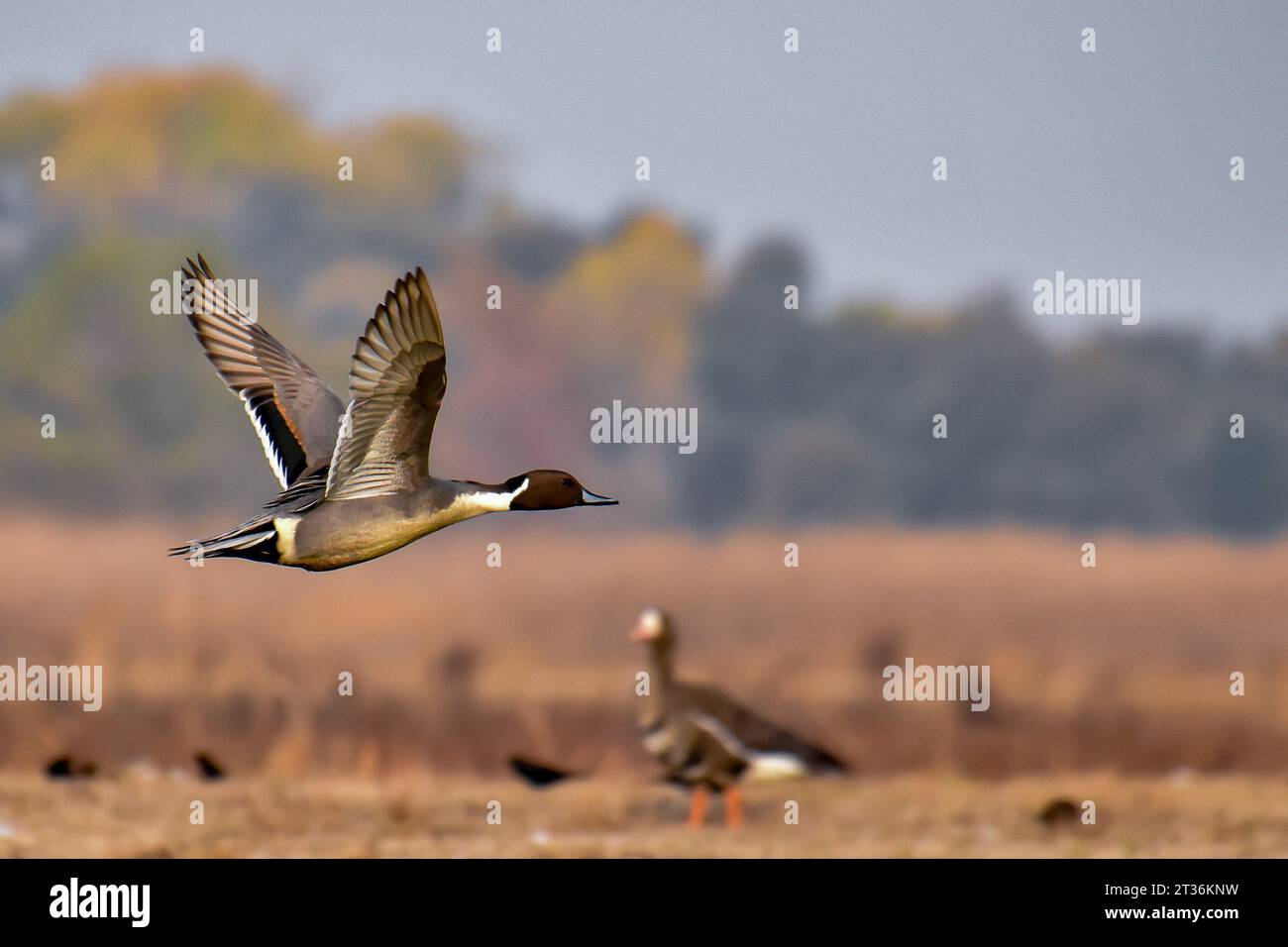 An aerial view of a single duck soaring gracefully through the sky ...