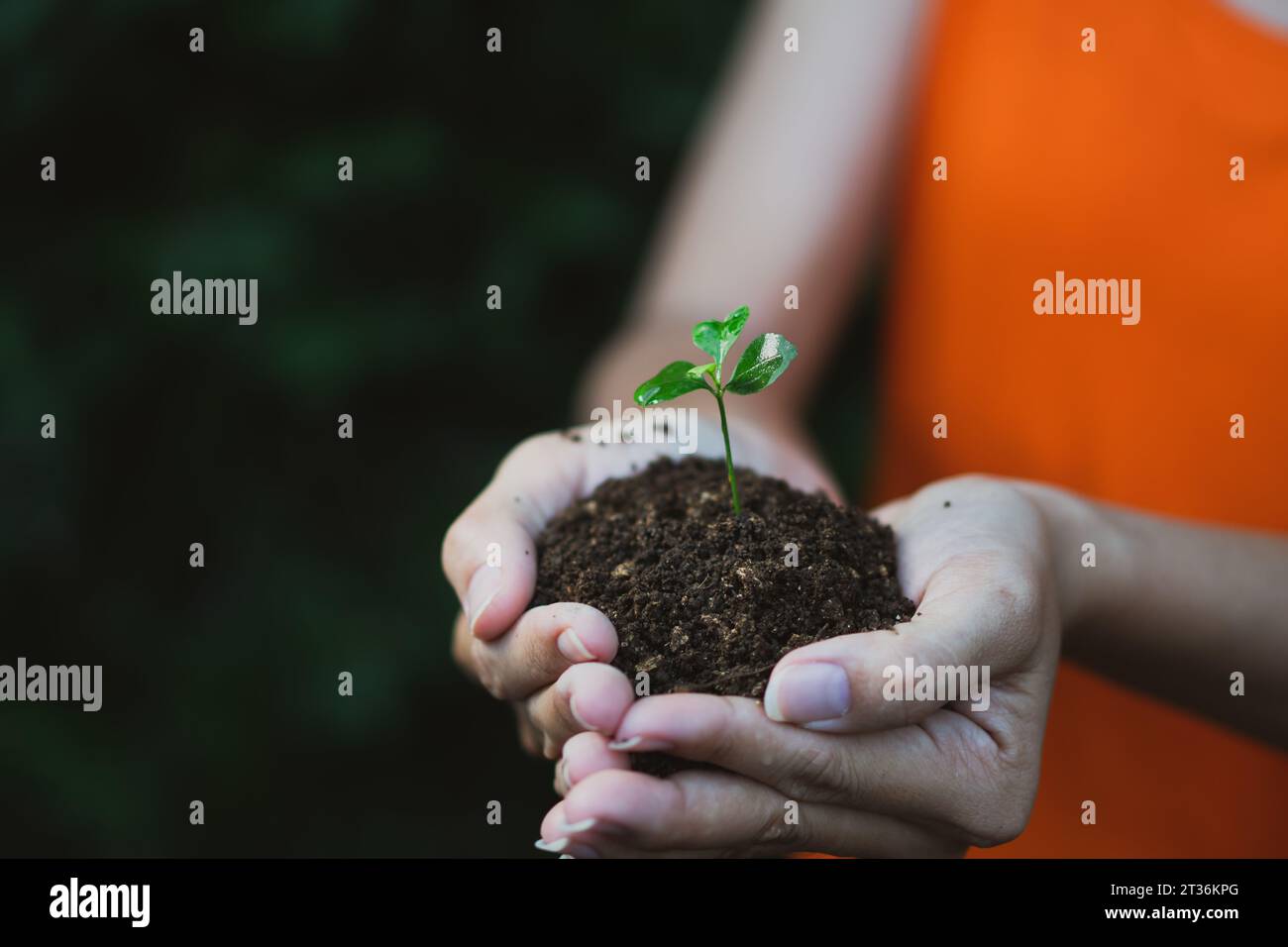hands holding small sprout tree with soil on blurred background Stock ...