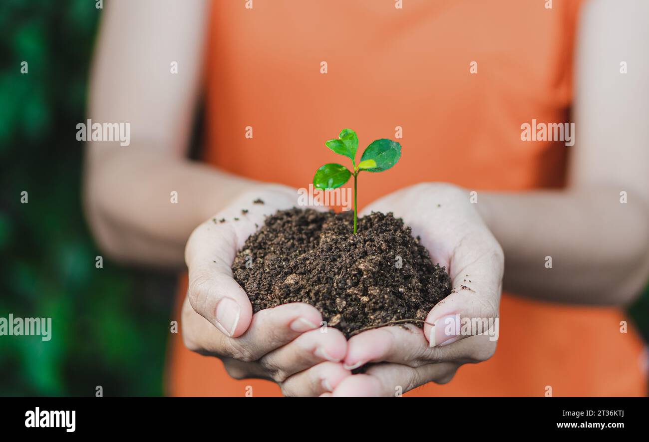 hands holding small sprout tree with soil on blurred background Stock ...