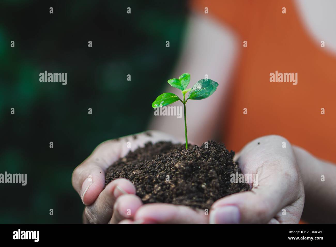 hands holding small sprout tree with soil on blurred background Stock ...