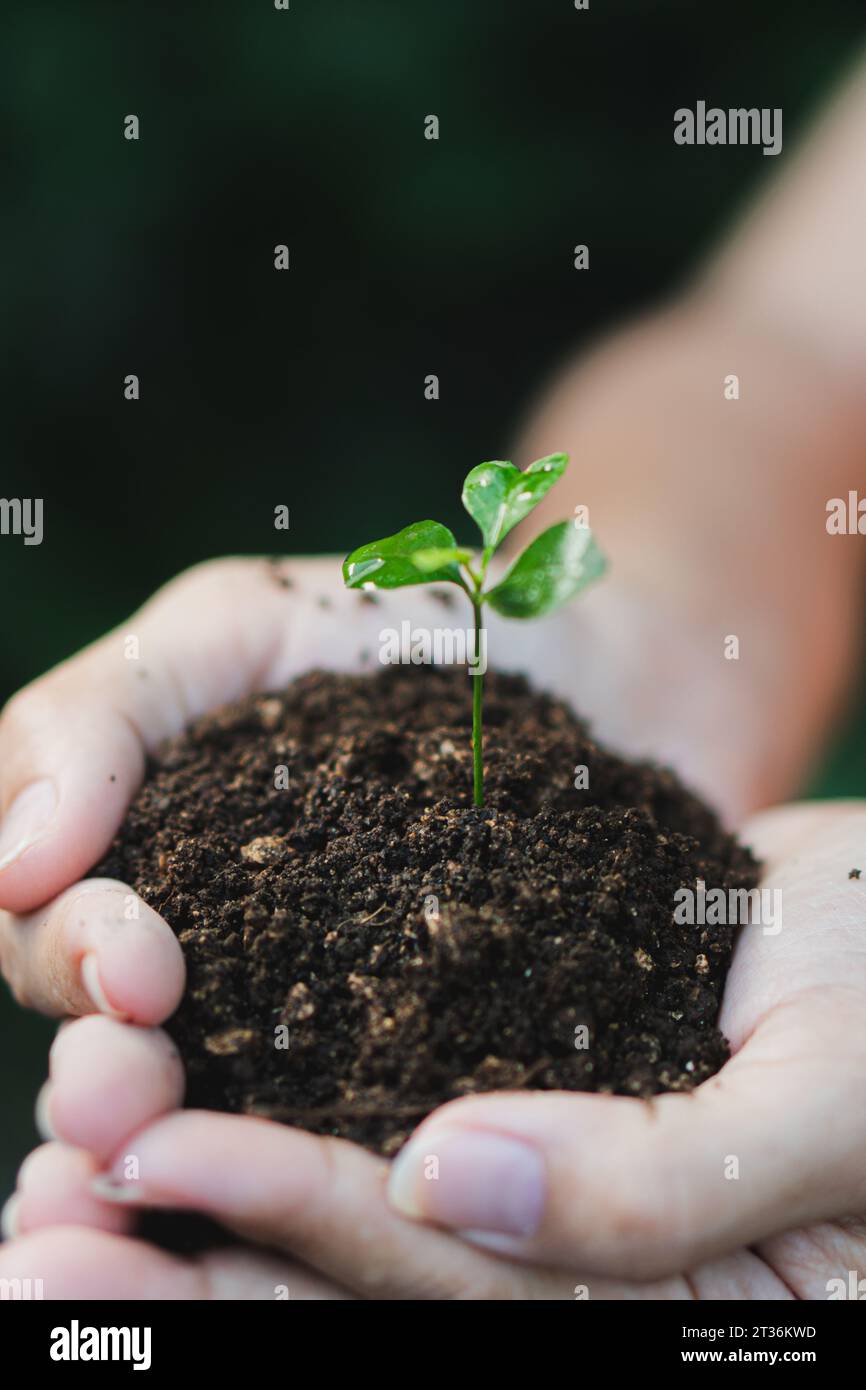 hands holding small sprout tree with soil on blurred background Stock ...