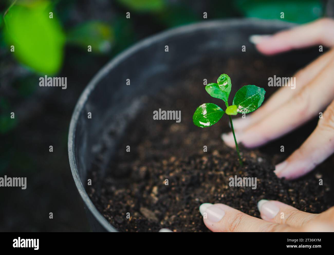 Tree germ hi-res stock photography and images - Alamy