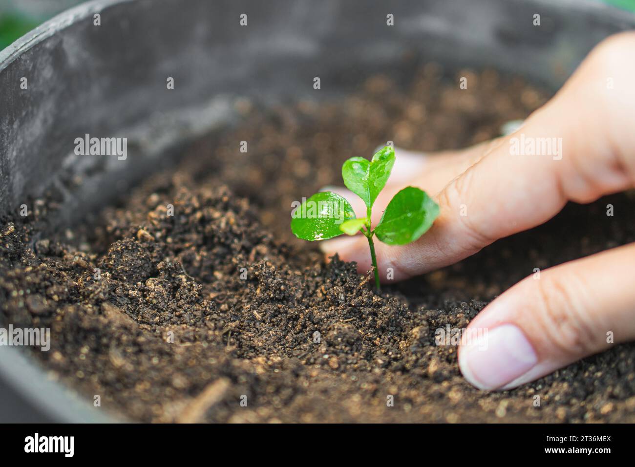 Tree germ hi-res stock photography and images - Alamy