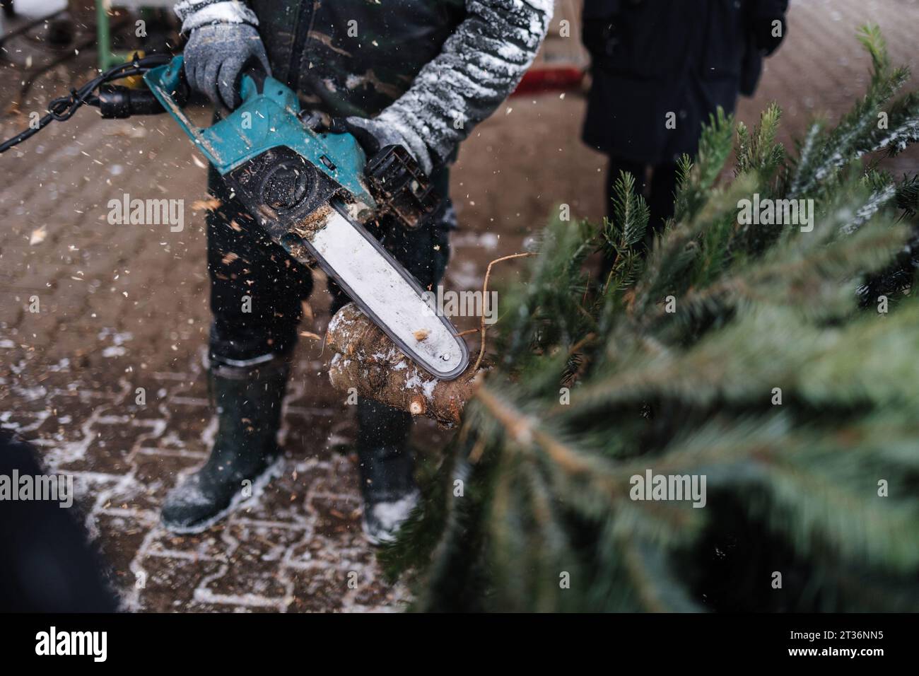 Man cuts a part of the trunk from a Christmas tree with a chainsaw ...