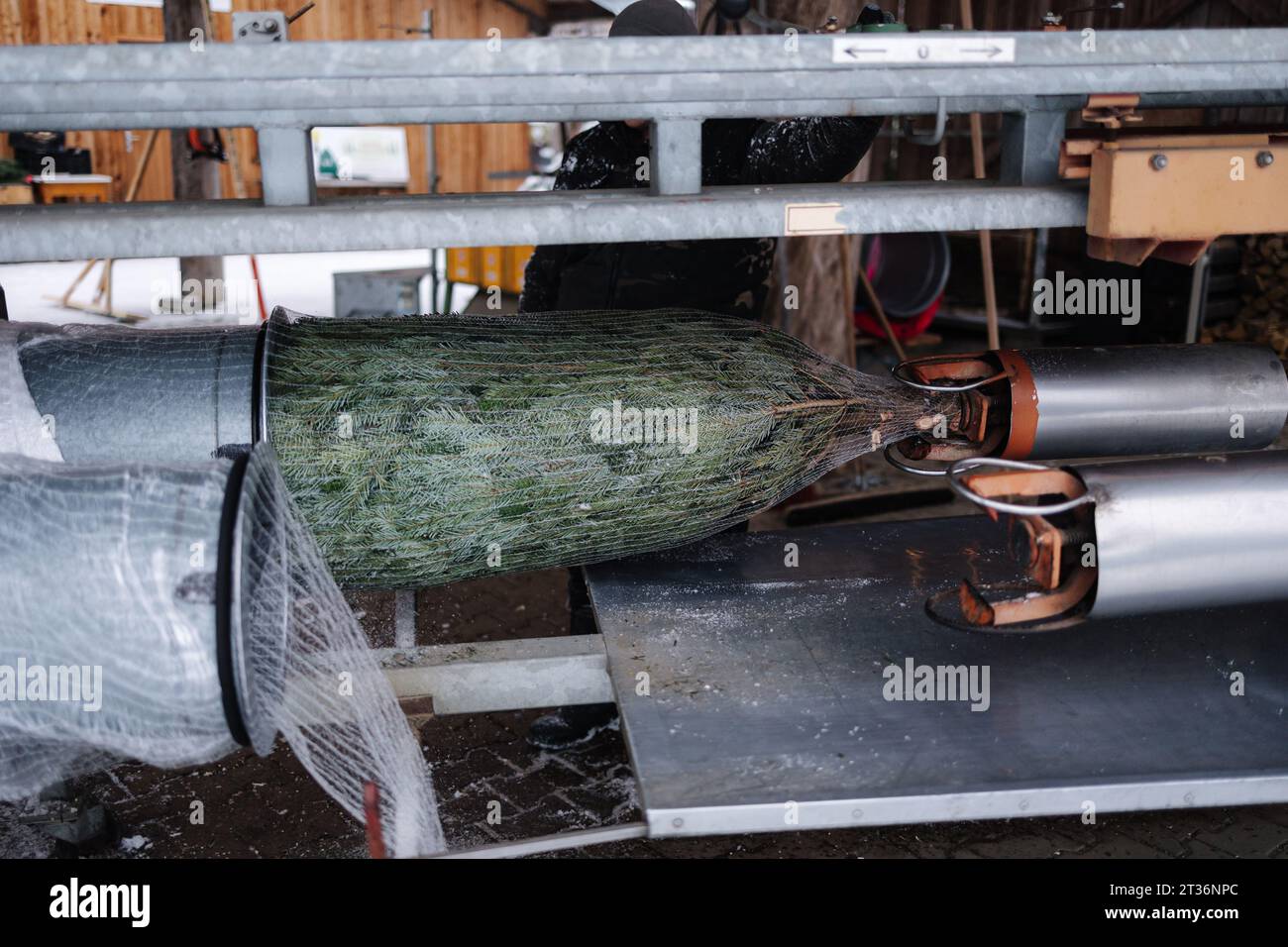 Process of wrapping a Christmas tree in a net. Packing machine. Outdoor ...