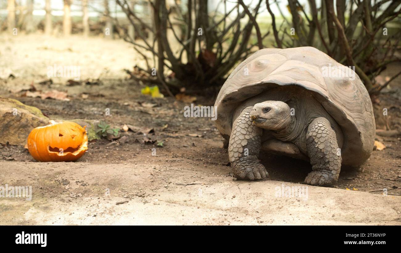 Tortoise treat hi-res stock photography and images - Alamy