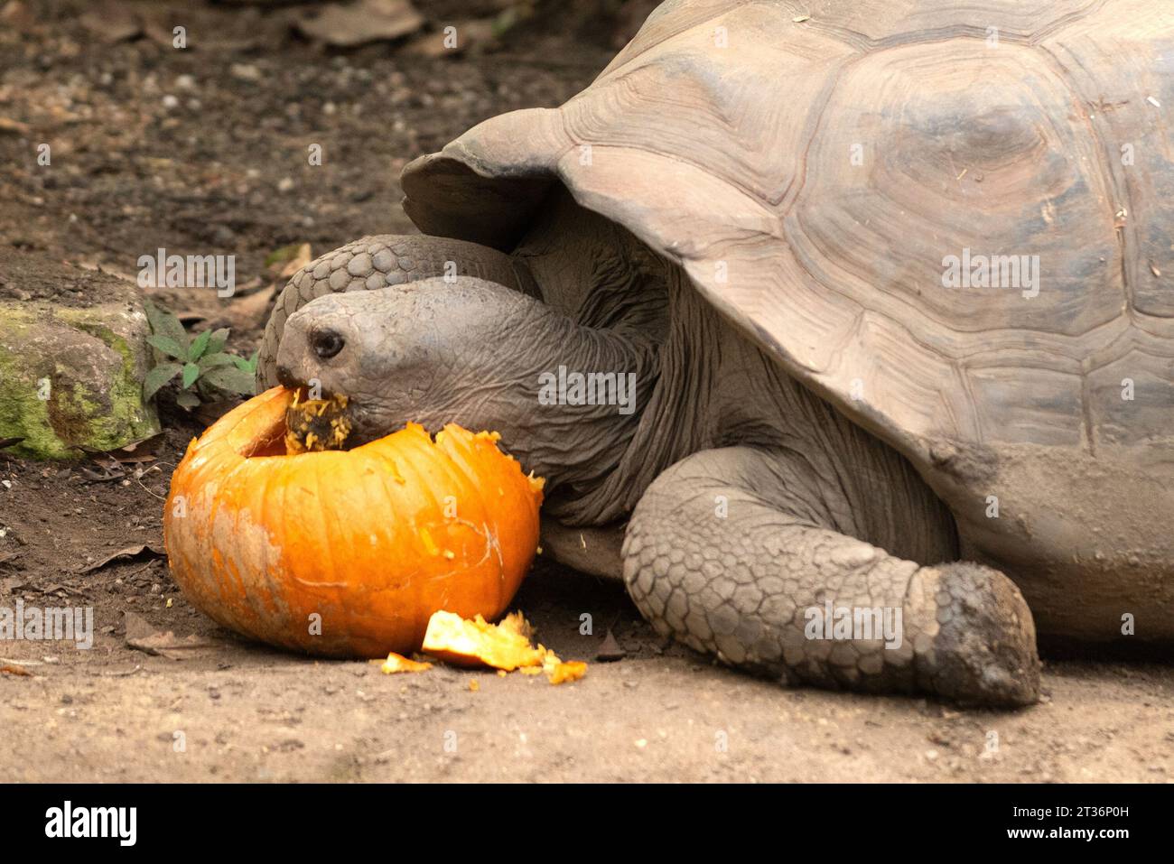 Tortoise treat hi-res stock photography and images - Alamy